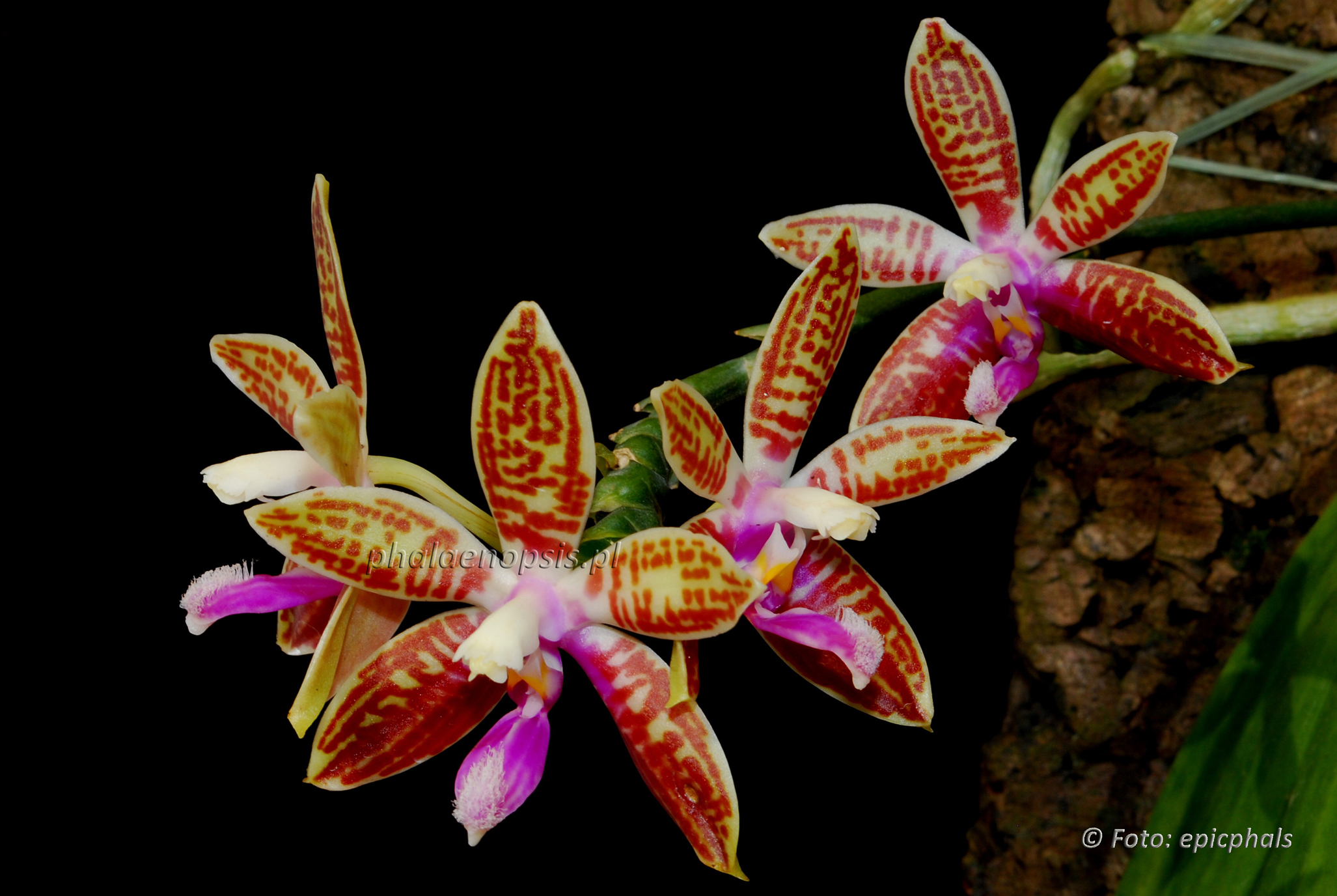 Phalaenopsis corningiana - STORCZYKI